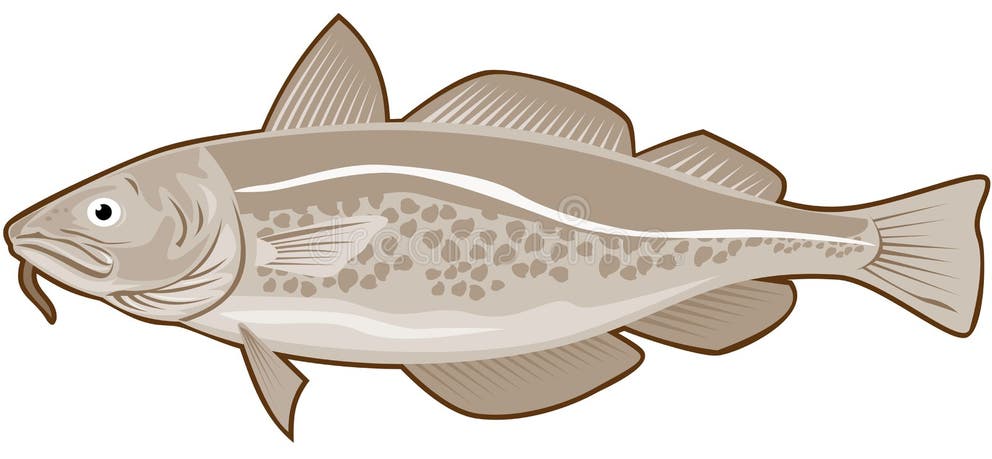 Fish Atlantic Cod Stock Illustrations – 682 Fish Atlantic Cod Stock ...