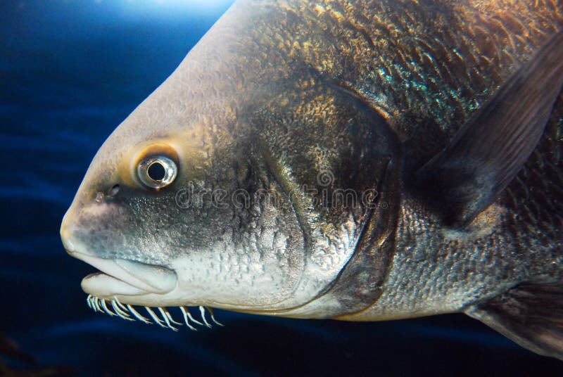 Atlantic Cod stock photo. Image of mouth, atlantic, closeup - 75604012
