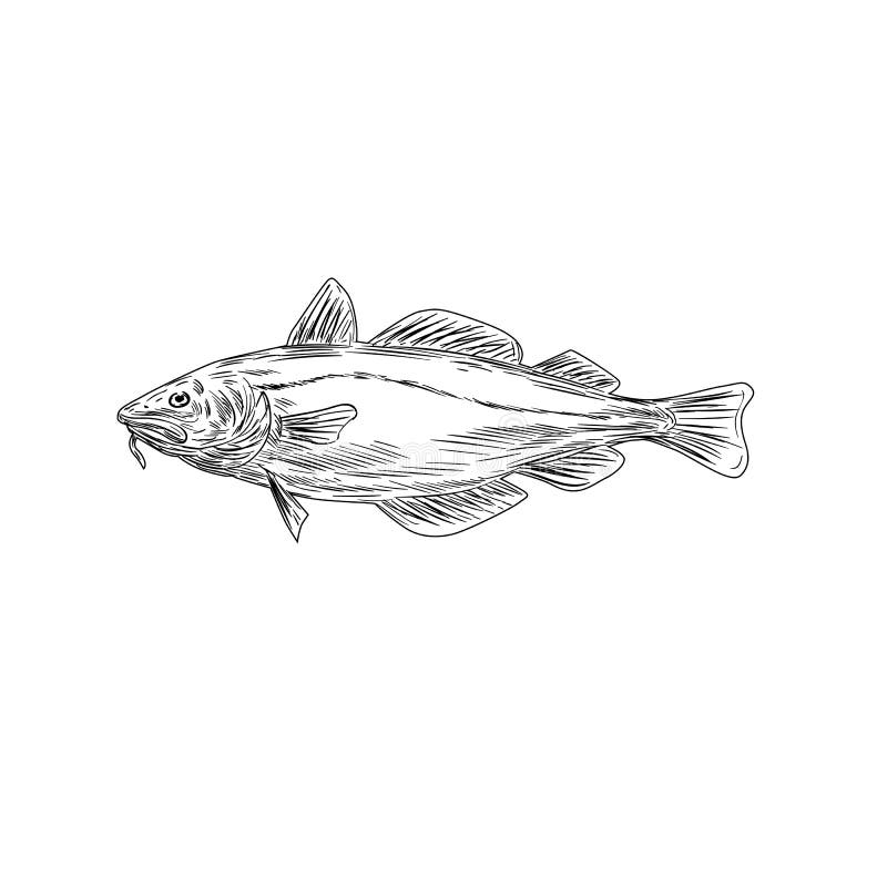 Atlantic Cod Codling Fish Viewed from Side Drawing Black and White ...