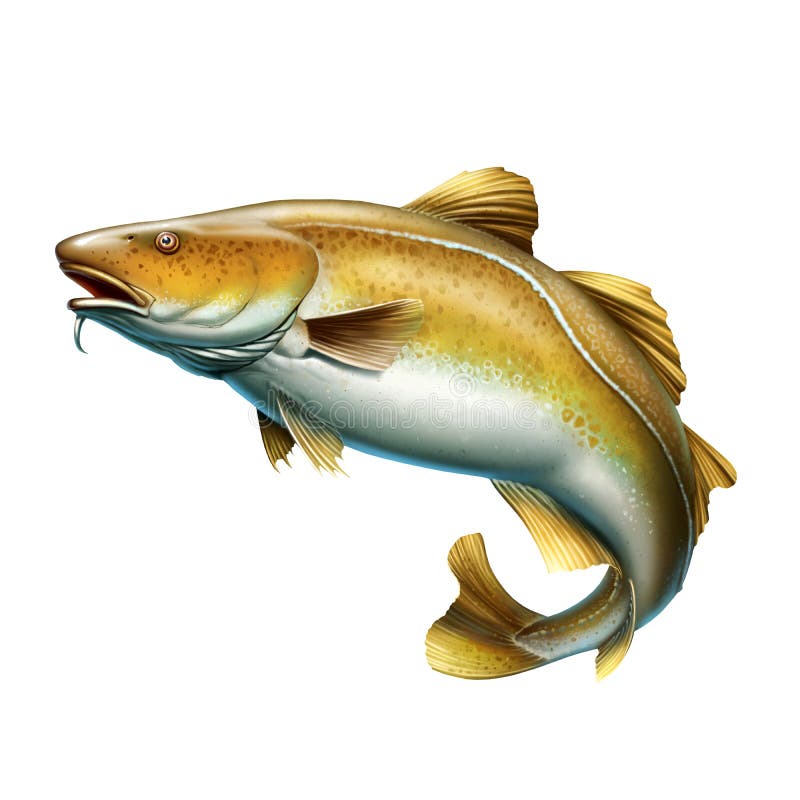 Atlantic Cod Gadus Morhua Stock Illustrations – 32 Atlantic Cod Gadus ...