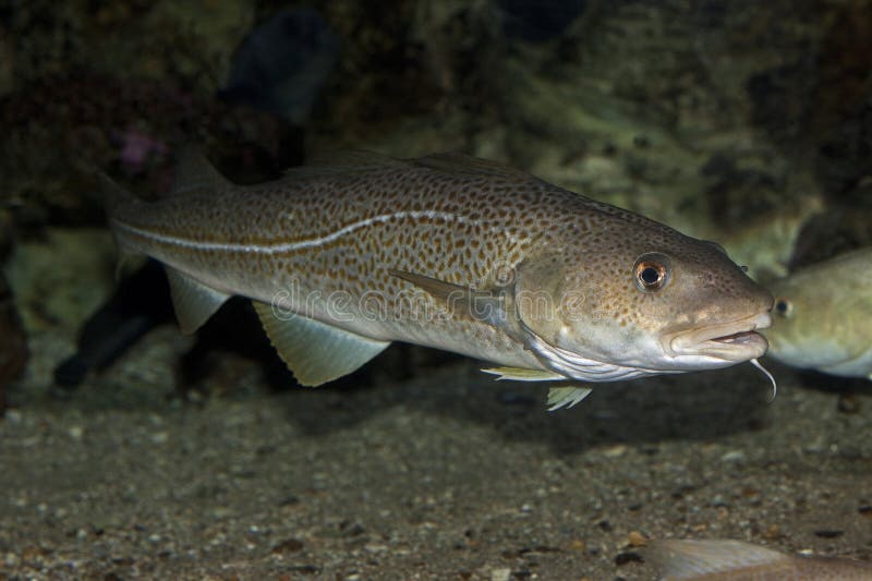 Atlantic Cod, gadus morhua stock photo. Image of adult - 281450278
