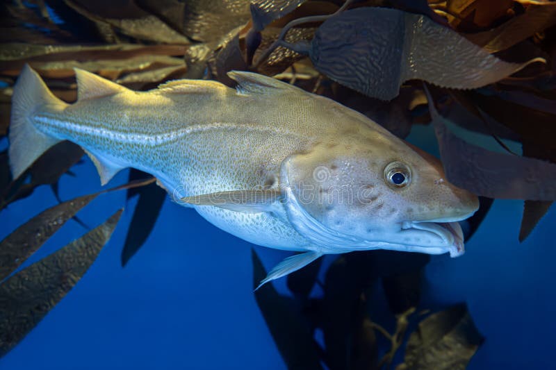 Atlantic Cod - Gadus Morhua, Stock Photo - Image of fauna, seafood ...