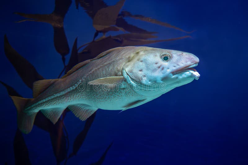 Atlantic Cod - Gadus Morhua, Stock Image - Image of blue, biscay: 305914539