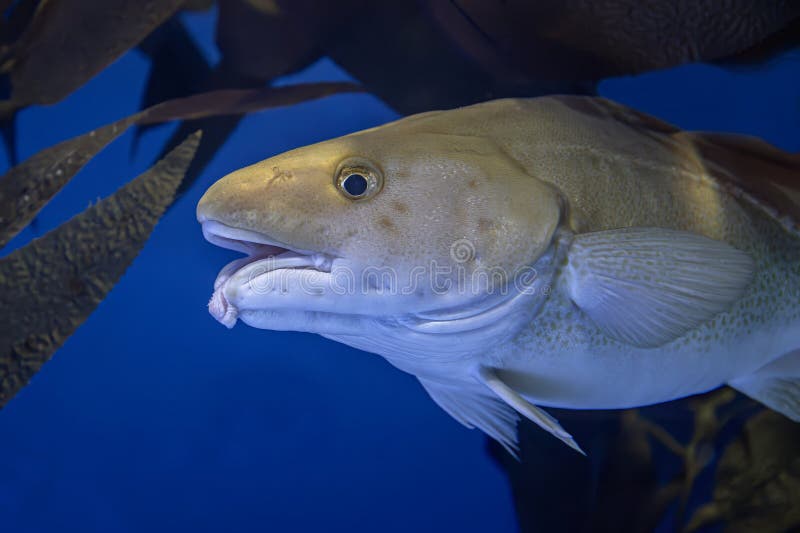 Atlantic Cod - Gadus Morhua, Stock Image - Image of actinopterygii ...