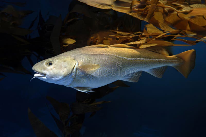 Atlantic Cod - Gadus Morhua Stock Image - Image of detail, aquarium ...
