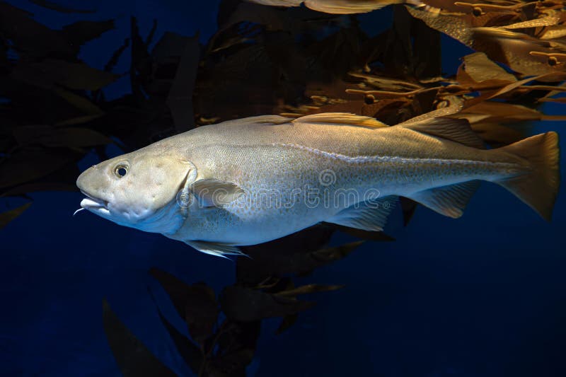 Atlantic Cod - Gadus Morhua Stock Image - Image of animal, edible ...