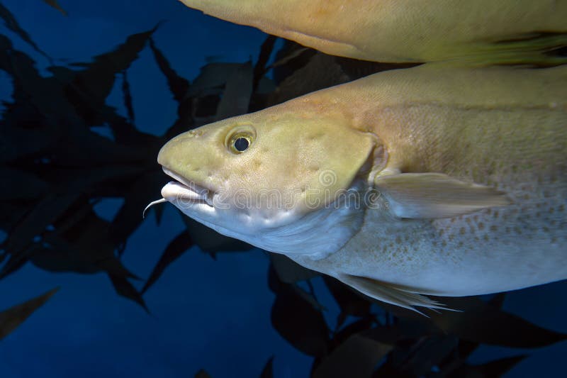 Atlantic Cod - Gadus Morhua Stock Image - Image of codling, natural ...