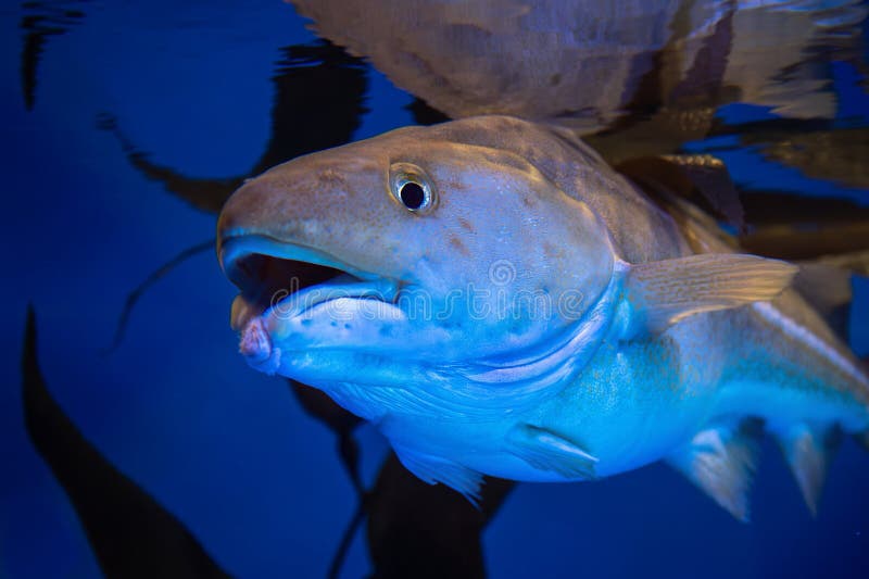 Atlantic Cod - Gadus Morhua, Stock Photo - Image of baltic, detail ...