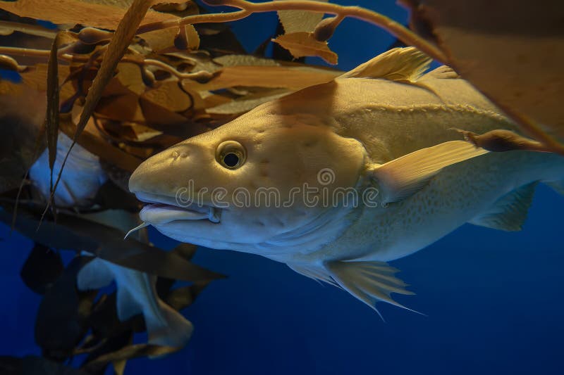 Atlantic Cod - Gadus Morhua Stock Image - Image of morhuadetail, nature ...