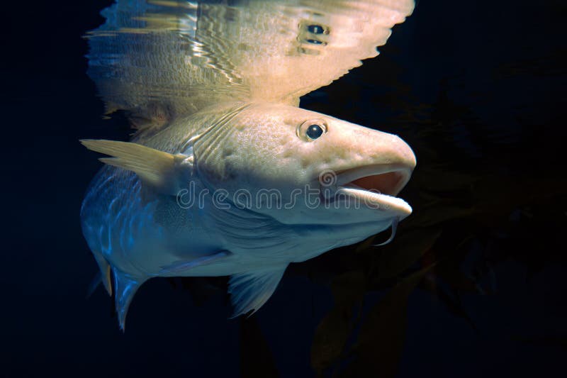 Atlantic Cod - Gadus Morhua Stock Image - Image of codling, fish: 310139447