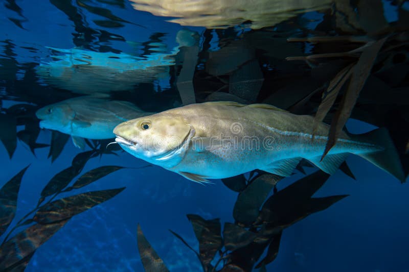 Atlantic Cod - Gadus Morhua Stock Image - Image of gadidae, barents ...