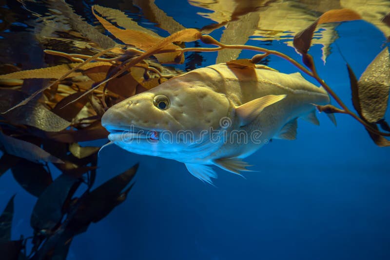 Atlantic Cod - Gadus Morhua Stock Image - Image of arctic, labrador ...