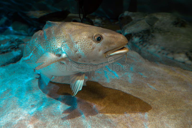 Atlantic Cod - Gadus Morhua Stock Photo - Image of natural, cods: 310139356