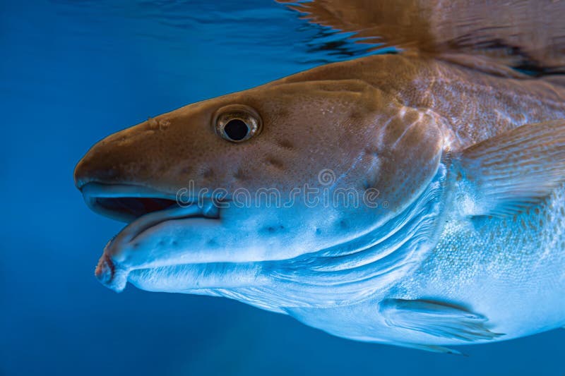 Atlantic Cod - Gadus Morhua, Stock Image - Image of hebrides, reef ...