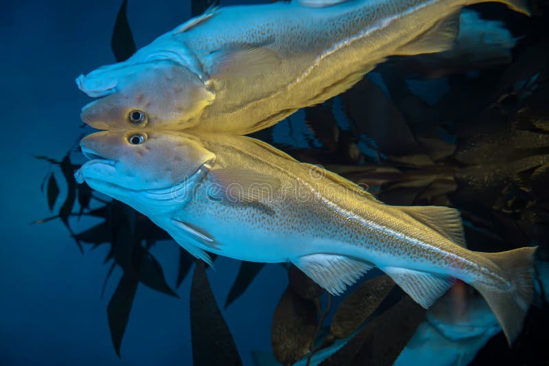 Atlantic Cod - Gadus Morhua, Stock Photo - Image of biscay, codlings ...