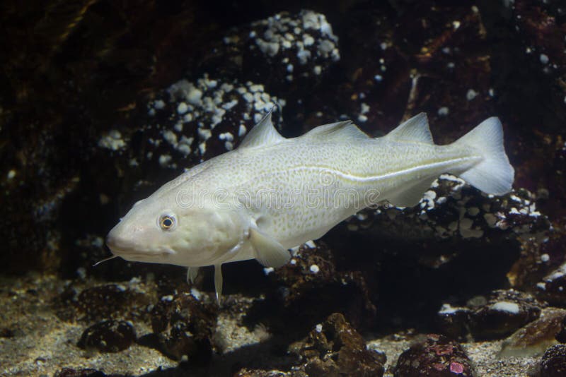 Atlantic cod Gadus morhua. stock image. Image of biscay - 81407627