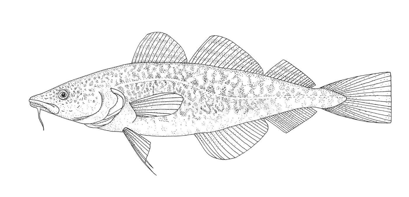 Atlantic Cod Drawing Stock Illustrations – 208 Atlantic Cod Drawing ...