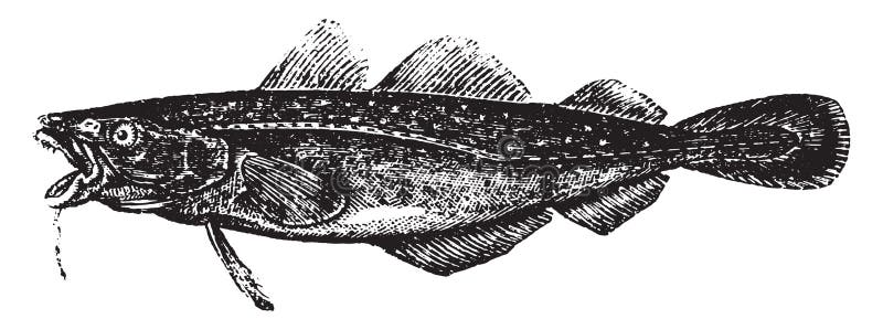 Atlantic Cod Drawing Stock Illustrations – 208 Atlantic Cod Drawing ...