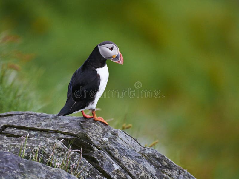 Atlantic or common puffin stock image. Image of animal - 31950661