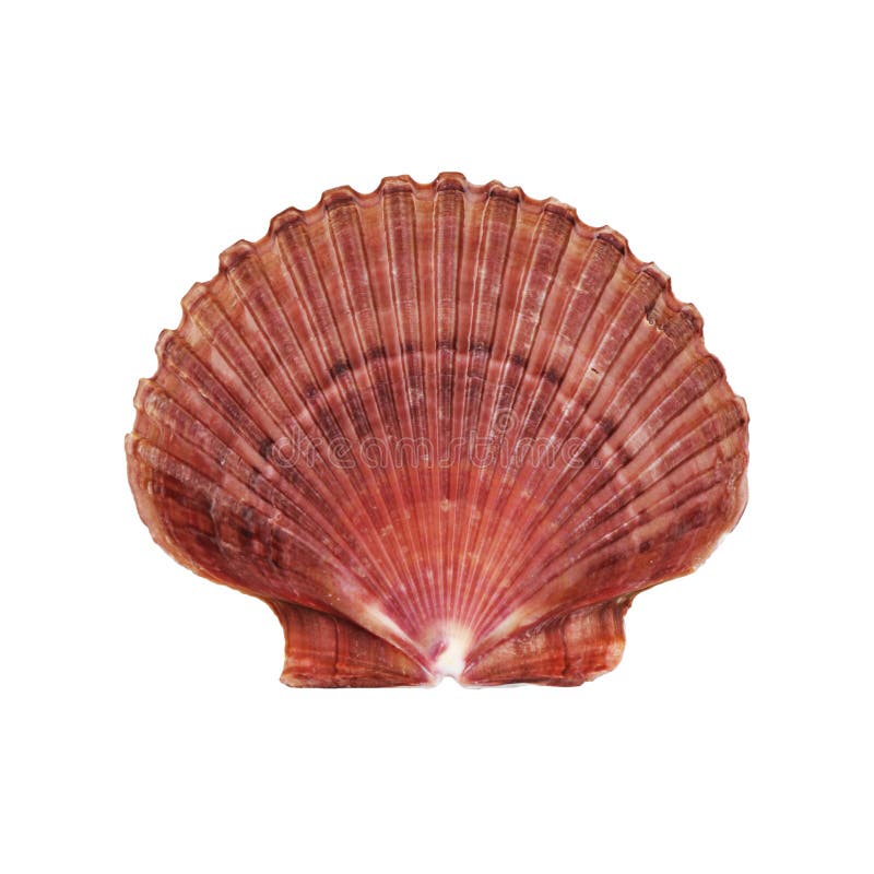 194 Atlantic Scallops Stock Photos - Free & Royalty-Free Stock Photos ...