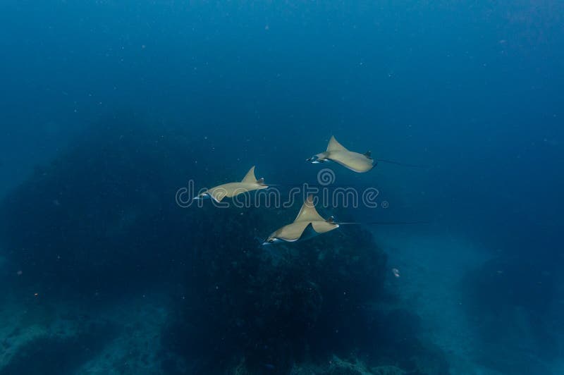 Lesser Devil Ray Mobula Hypostoma Stock Photos - Free & Royalty-Free ...