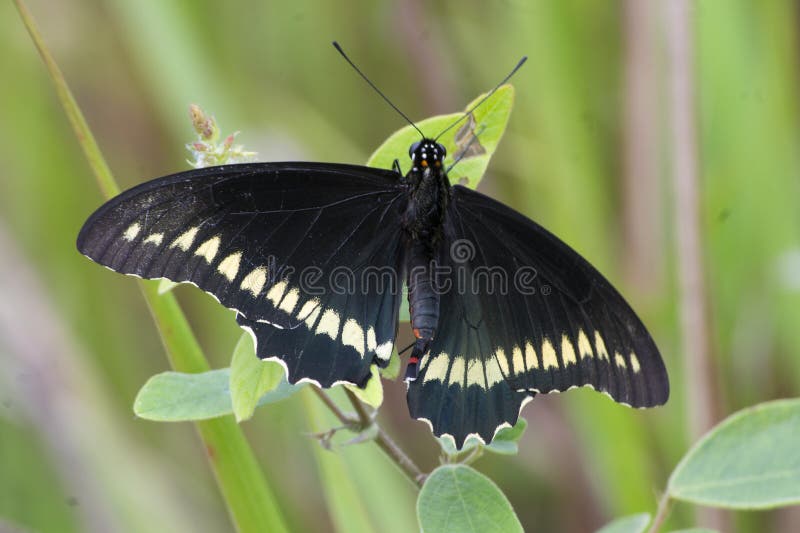 Atlantic Forest Butterfly (Battus Polydamas). Stock Photo - Image of ...