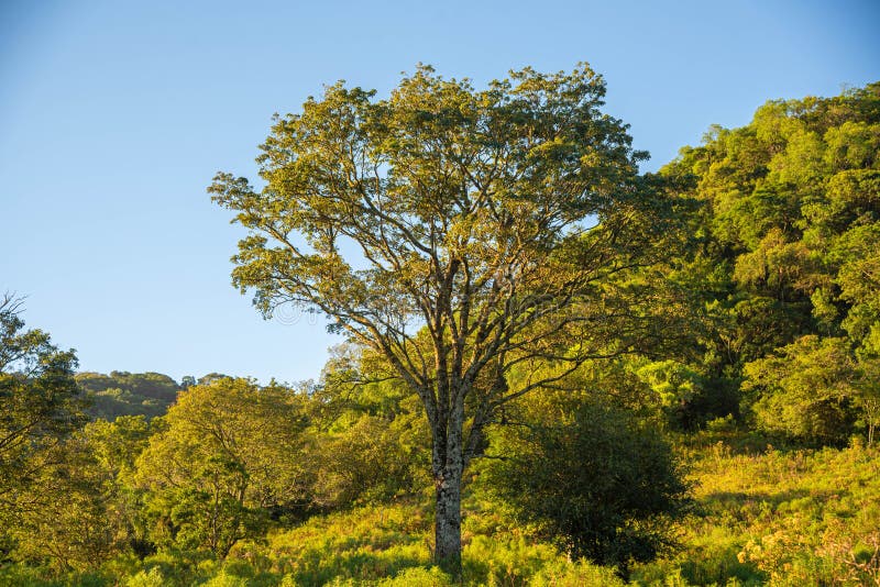 Atlantic Forest Landscape in Brazil Stock Photo - Image of landscape ...