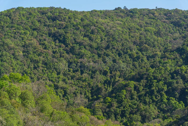 Atlantic Forest Reserve in Itaara Rs Brazil Stock Image - Image of ...