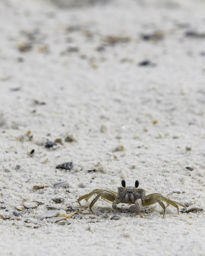 Atlantic Ghost Crab on a Beach - Vertical Stock Image - Image of ...