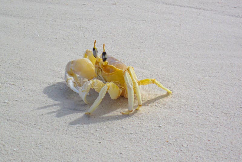 Atlantic Ghost Crab Ocypode Quadrata on the Beach with Copy Space Stock ...