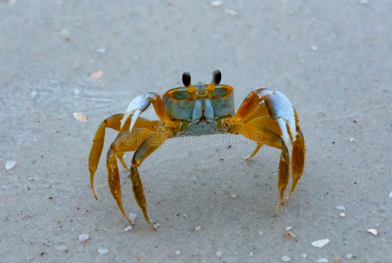 Atlantic Ghost Crab (Ocypode Quadrata) at the Ocean Beach, Florida USA ...