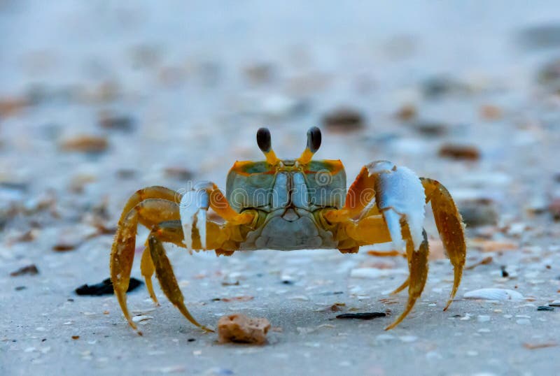 Atlantic Ghost Crab (Ocypode Quadrata) at the Ocean Beach, Florida USA ...