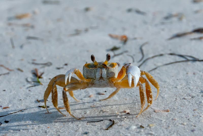 Atlantic Ghost Crab (Ocypode Quadrata) at the Ocean Beach, Florida USA ...