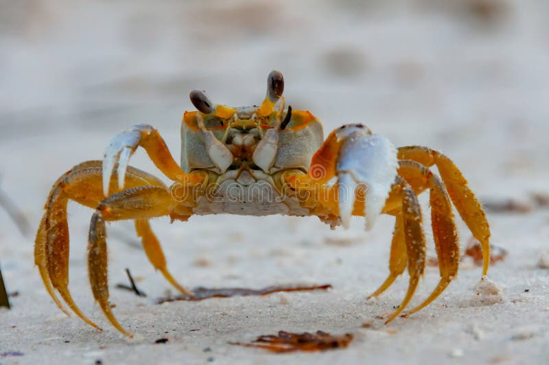 Atlantic Ghost Crab (Ocypode Quadrata) at the Ocean Beach, Florida USA ...
