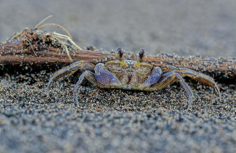 Atlantic ghost crab stock photo. Image of shell, nature - 214933526