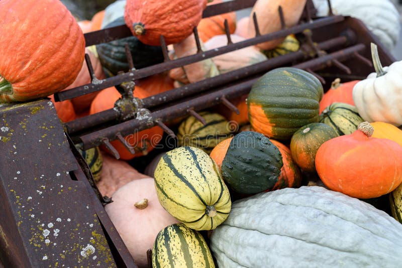 Atlantic Giant Pumpkins (Cucurbita Maxima) on Rustic Display Stock ...