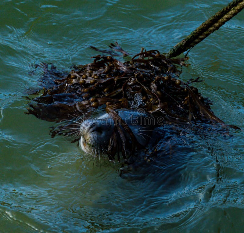Atlantic Grey Seal in Water Stock Image - Image of swim, pacific: 264940633