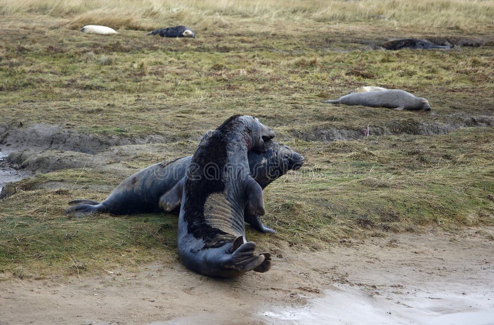 Atlantic Grey Seals on the Beach Stock Image - Image of grey, fishing ...