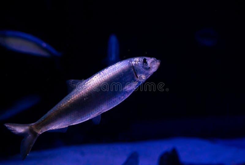 Common Atlantic Herring in the Ocean Stock Image - Image of common ...