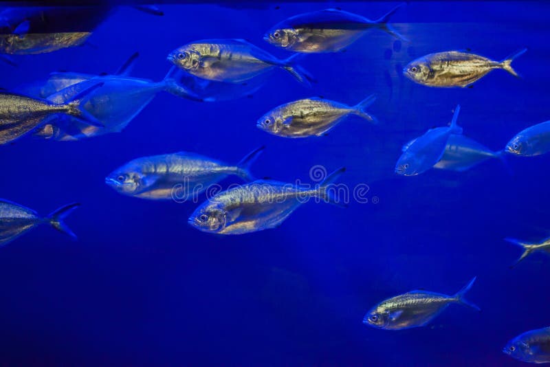 Atlantic Horse Mackerel (Trachurus Trachurus) Stock Photo - Image of ...