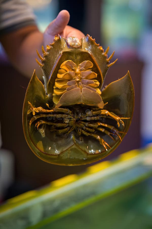 Atlantic Horseshoe Crab the Bottom Part. Closeup Stock Image - Image of ...