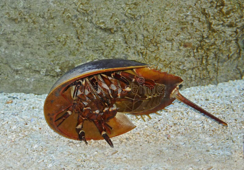 Atlantic Horseshoe Crab, Limulus Polyphemus Stock Image - Image of ...