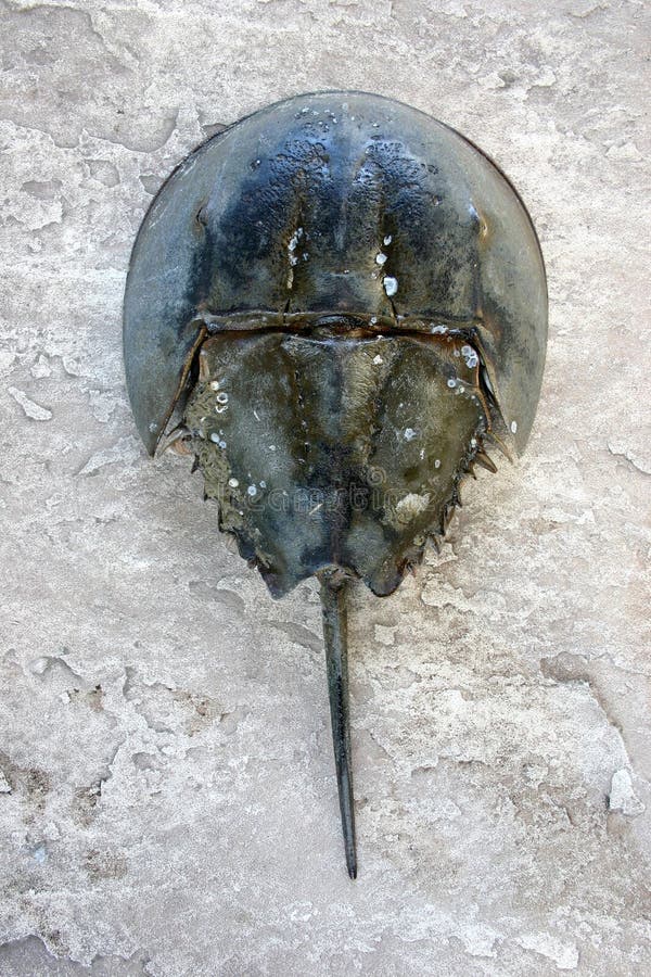 The Atlantic Horseshoe Crab, Limulus Polyphemus, is a Marine Che Stock ...