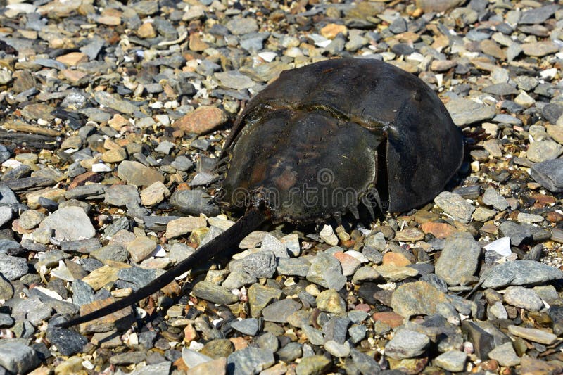 Atlantic Horseshoe Crab Stone Beach Stock Photos - Free & Royalty-Free ...