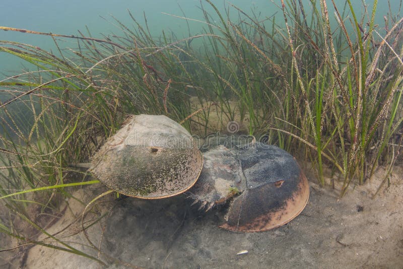 Atlantic Horseshoe Crabs Mating in Cape Cod Stock Image - Image of ...