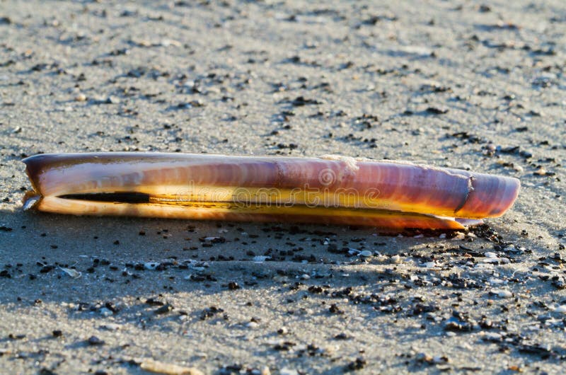 Atlantic jackknife stock photo. Image of american, beach - 39384144