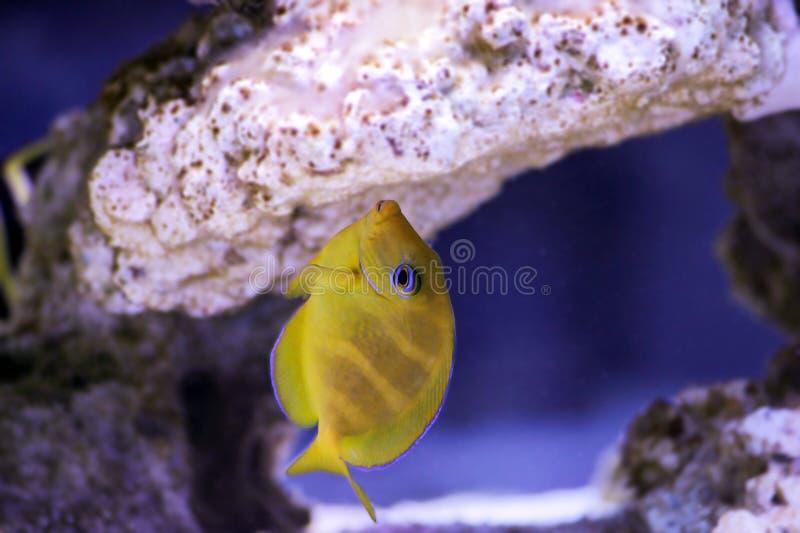 Atlantic Juvenile Yellow (blue) Tang - Acanthurus Coeruleus Stock Image ...