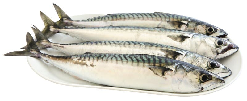 Atlantic mackerel fish stock photo. Image of cold, cook - 294870396
