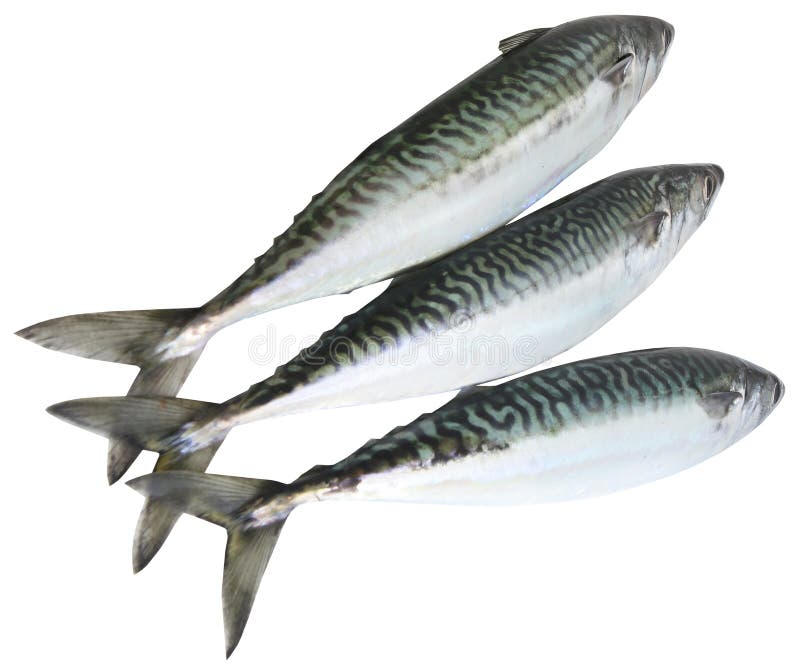 Atlantic mackerel fish stock photo. Image of fresh, isolated - 294870398