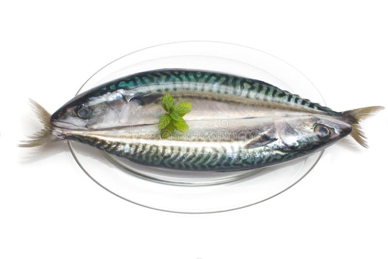 Atlantic Mackerel. Scomber Scombrus Stock Photo - Image of still, life ...